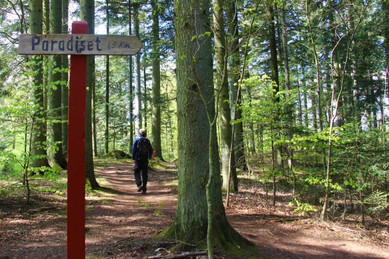 Hiking the Himmelbjerg route | Denmark's 'Sky Mountain'